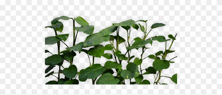 Free: Fresh Nature Natural Plants Transparent Pale Clean - Plants ...