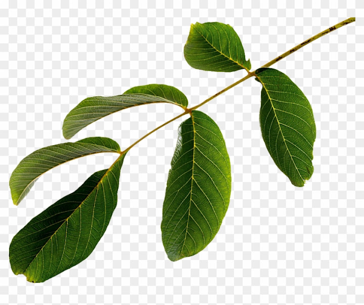 Free: Leaf Green Slots Guide - Leaf - nohat.cc