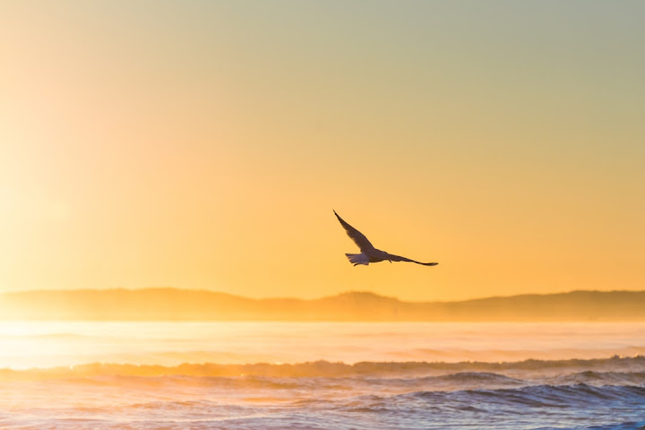 Free: Flying gull in epic sunshine - nohat.cc